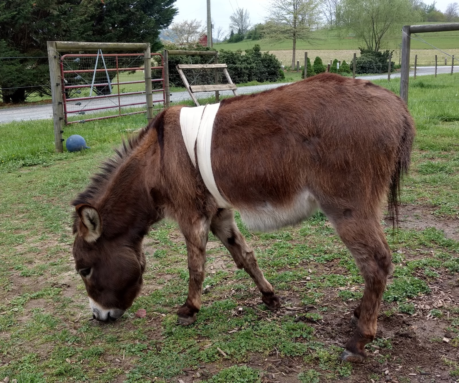 Our Tiny Farm NC in Western NC: Pictures of Our Mini-Donkeys