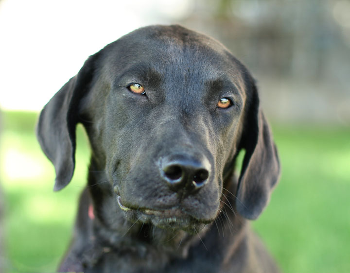 Jimmy - Black Labrador Retriever