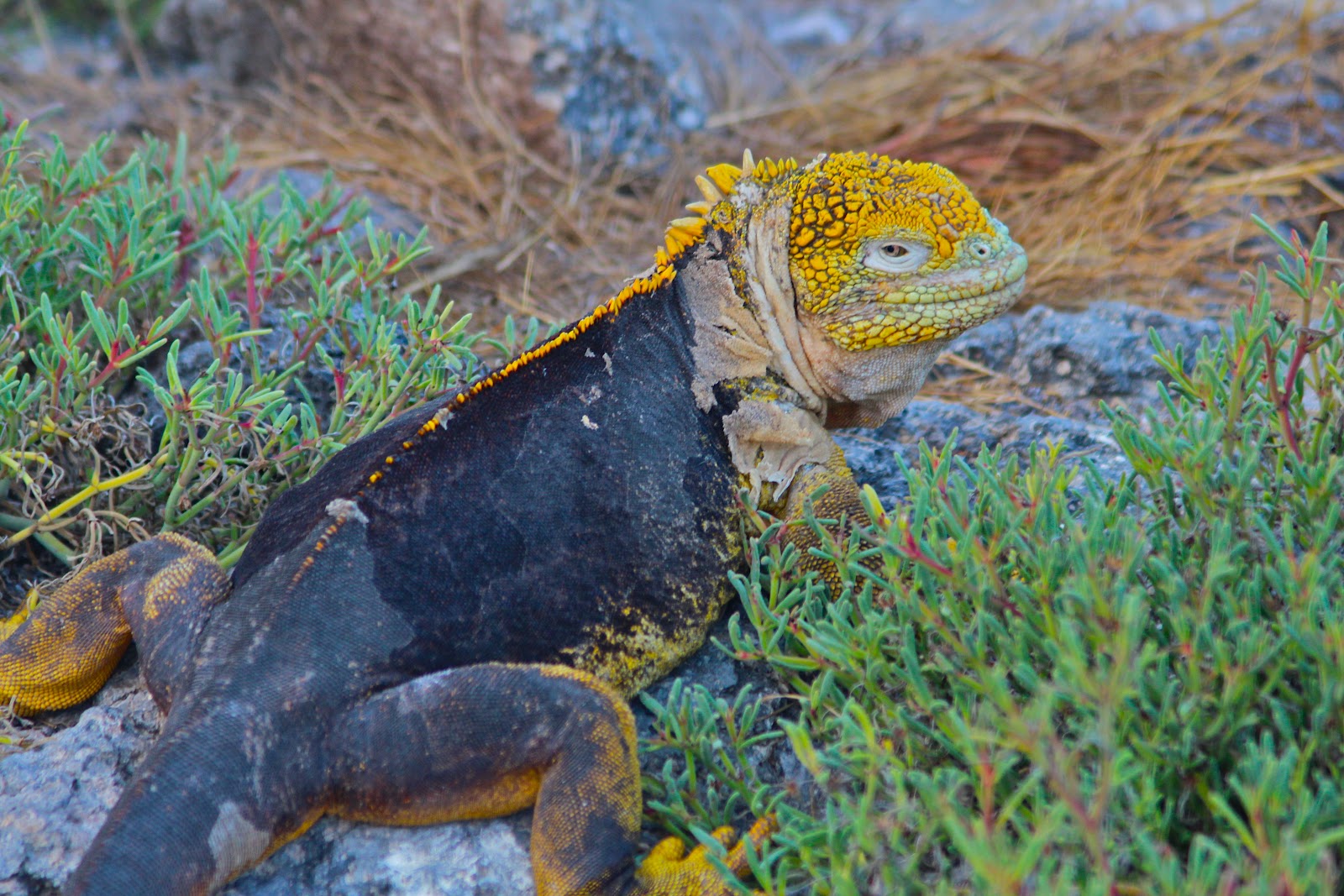 Nature Photography: Galapagos Reptiles & Turtles