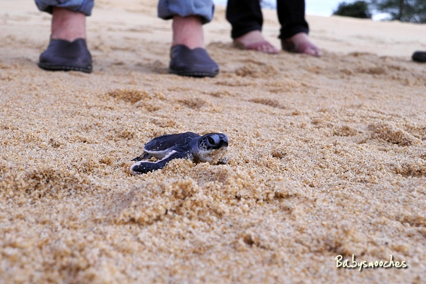 BabySmooches: Cherating Turtle Sanctuary and Information Centre