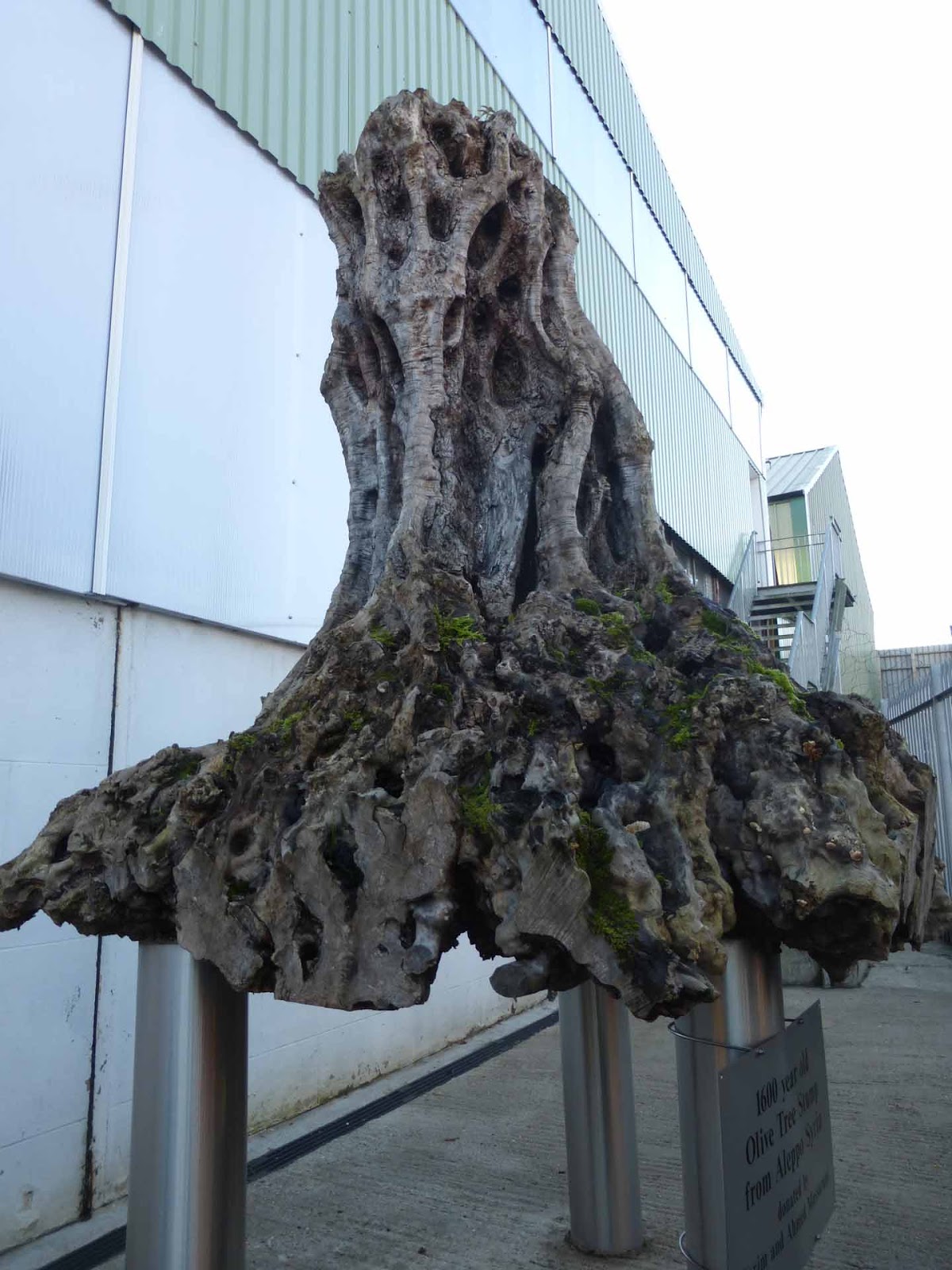 greenjottings: The mystery of the 1600-year-old olive tree from Aleppo