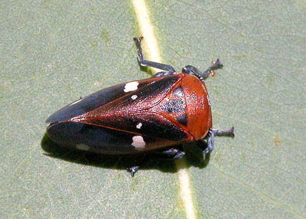 Jassid - Insects Morphology