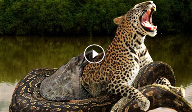 Tiger Vs Snake: Awesome Video Watch - Hot Videos Watch