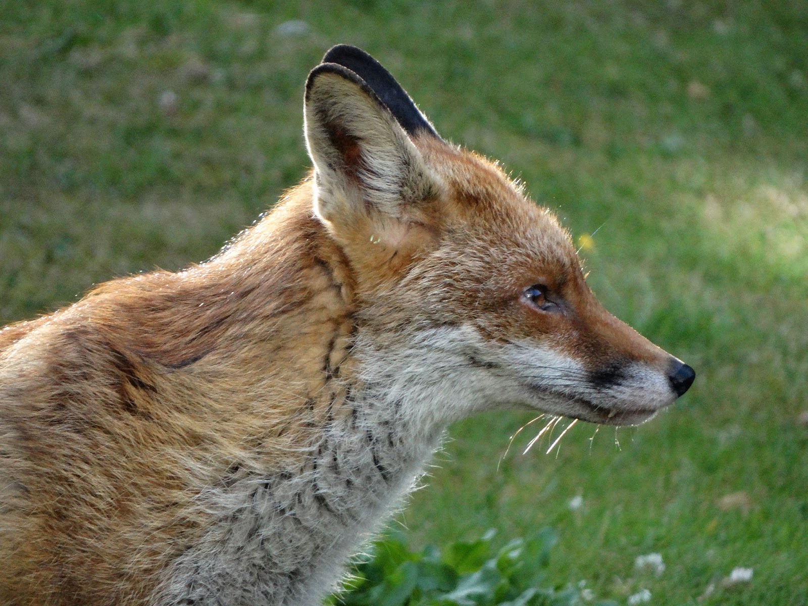 Yorkshire Pudding: Fox
