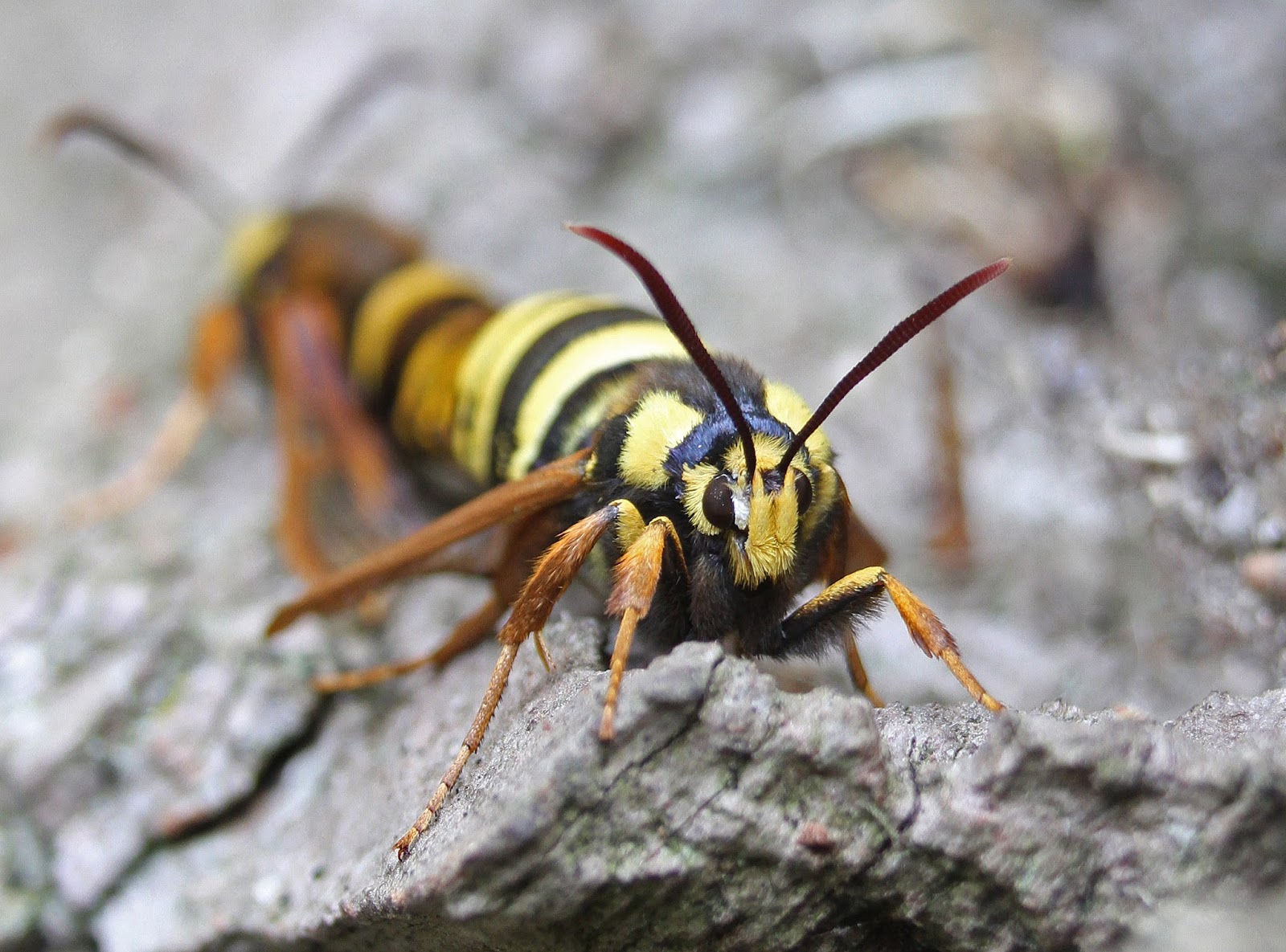 Non-Stop Birding: Hornet Moths