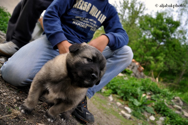 AljabakPhoto: Puppies - Shar Mountain Dog (Sharplaninac)