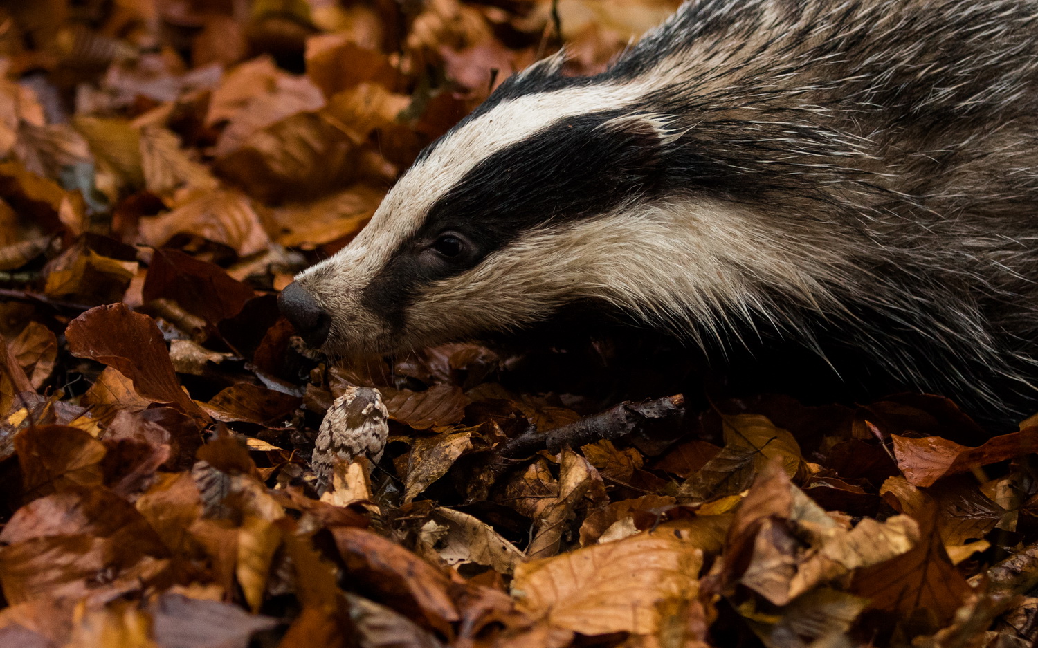 Kilometer G 0945: JAZVEC LESNÝ II