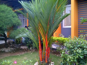 PALEM | POHON PELINDUNG | PALEM BOTOL |PALEM MERAH | | LOVE GREEN