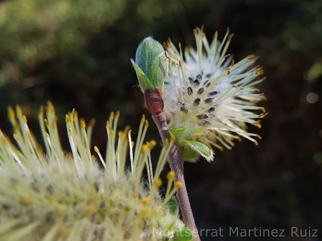 FLOR de SAUCE BLANCO - BOTÀNIC SERRAT