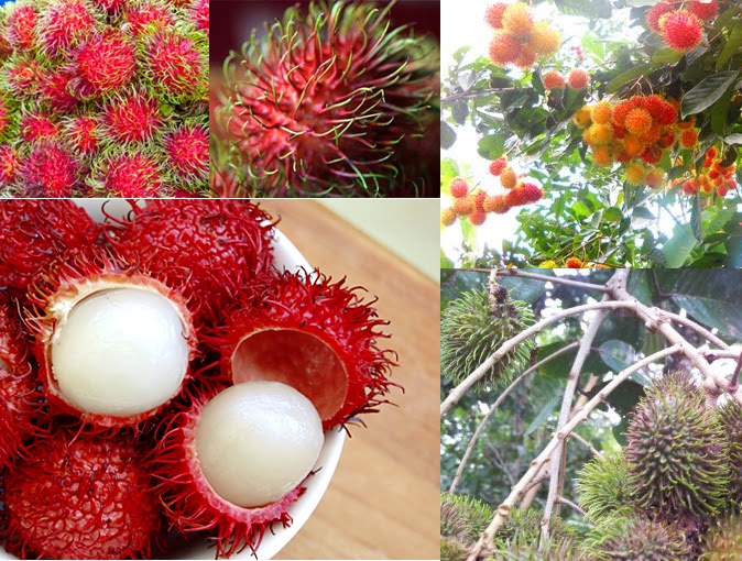 Mau Tau Berbagai Macam dan Jenis Rambutan Serta Manfaatnya Bagi ...