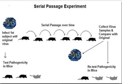Avian Flu Diary: Arch. Of VIrology: Rapid Virulence Shift Of An LPAI ...