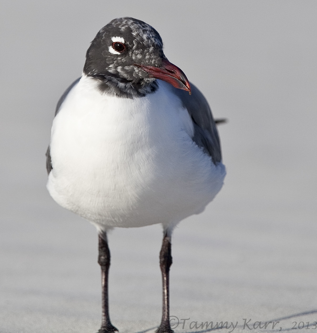 Birding Is Fun!: G(ul)lamour Shots