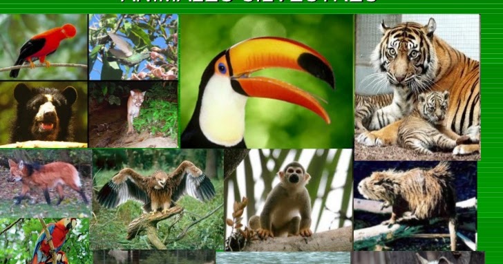 La Naturaleza: "LA FAUNA"