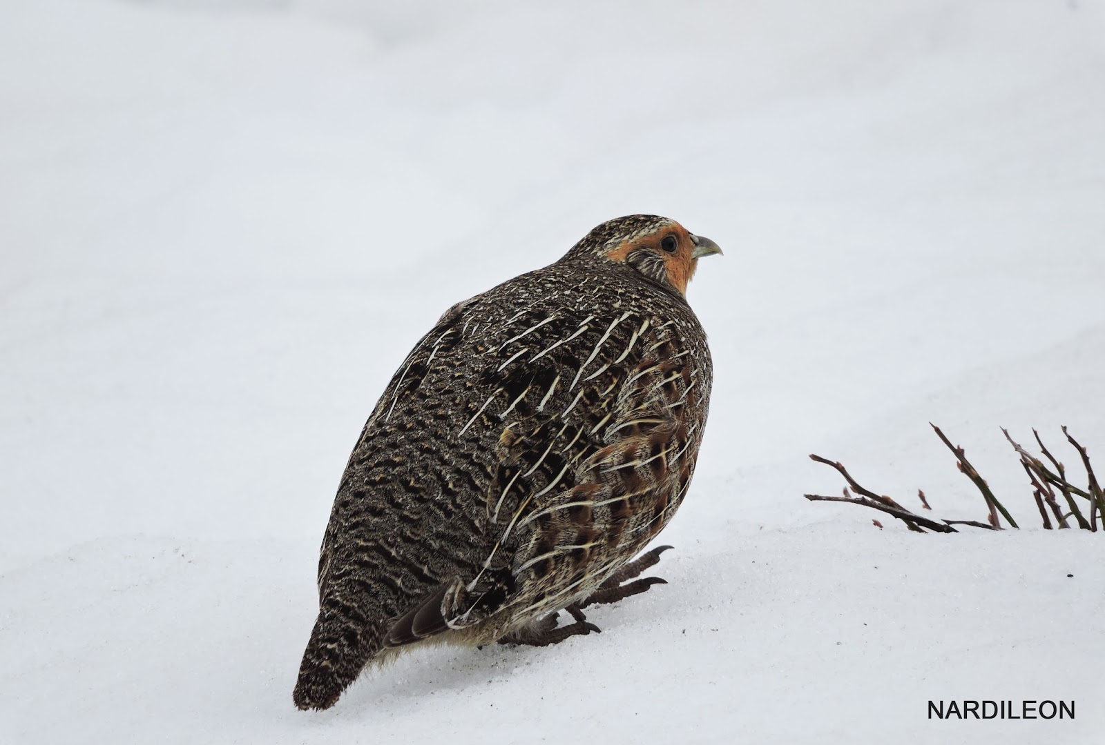NARDILEON: Perdiz pardilla (Perdix perdix)