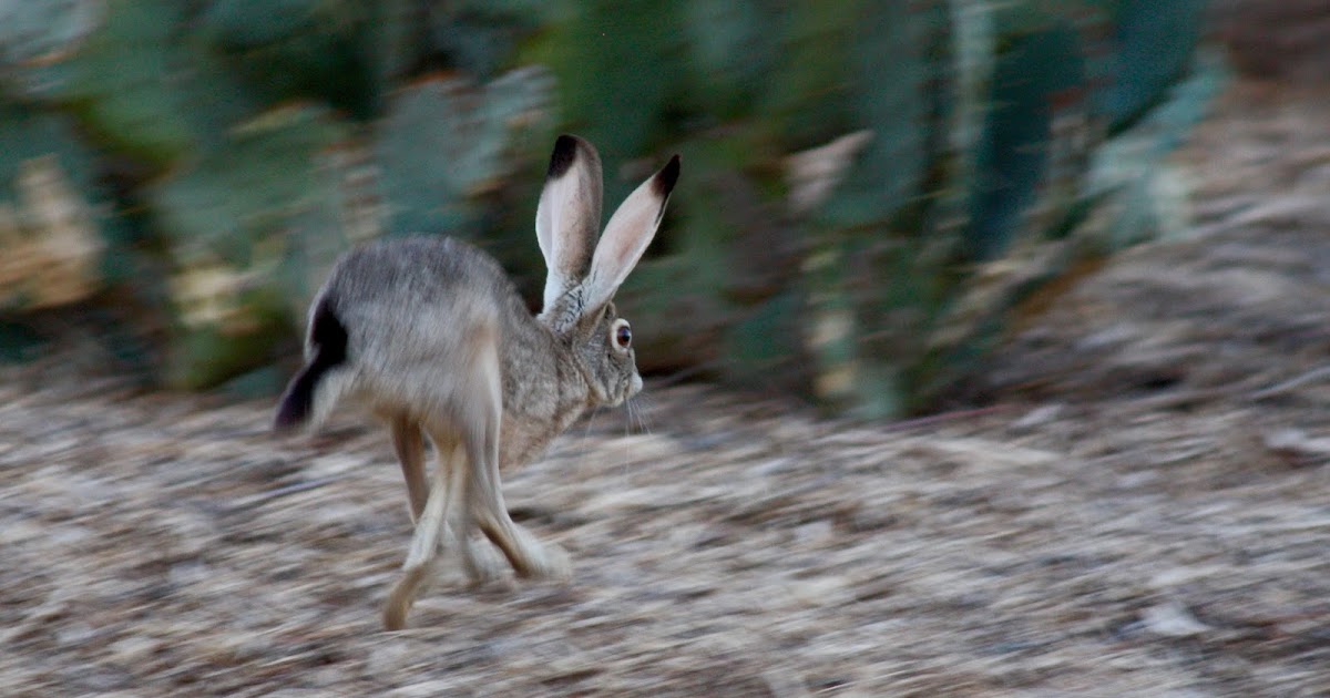 Desert Wonder Tracker: Jack Rabbit Ears