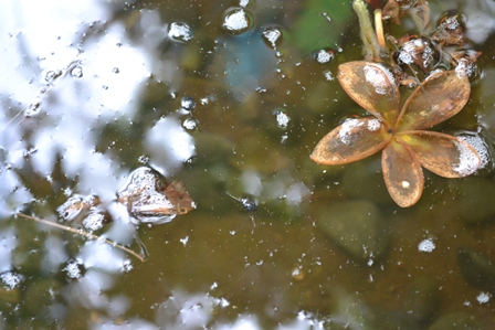 quadradikus: photography: taking time to smell the flowers