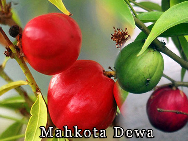 Tanaman Herba: Mahkota Dewa