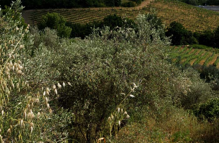 Through the lens: High Noon Photography Tips