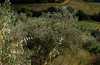 Through the lens: High Noon Photography Tips