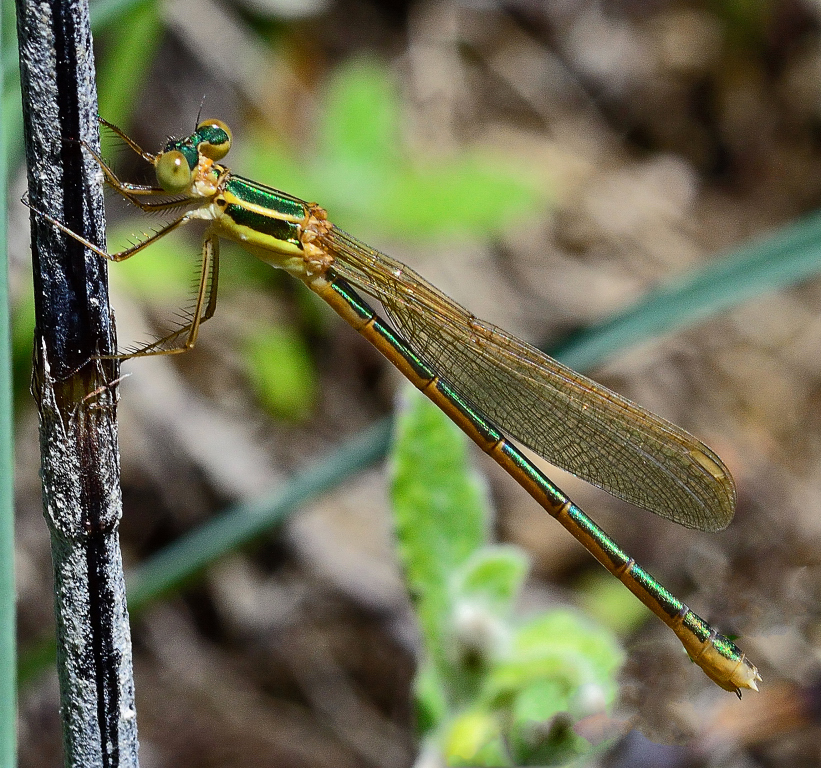 Isle of Wight Dragons: First Sighting of the Southern Emerald Damselfly.