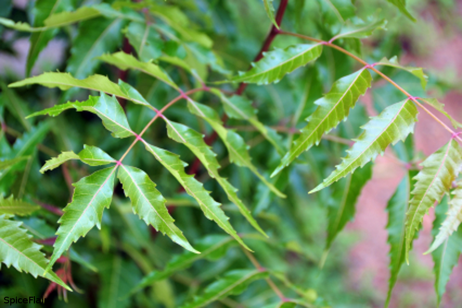 Poda y Tala de Arboles y Palmeras en Valencia: Neem, Azadirachta indica ...