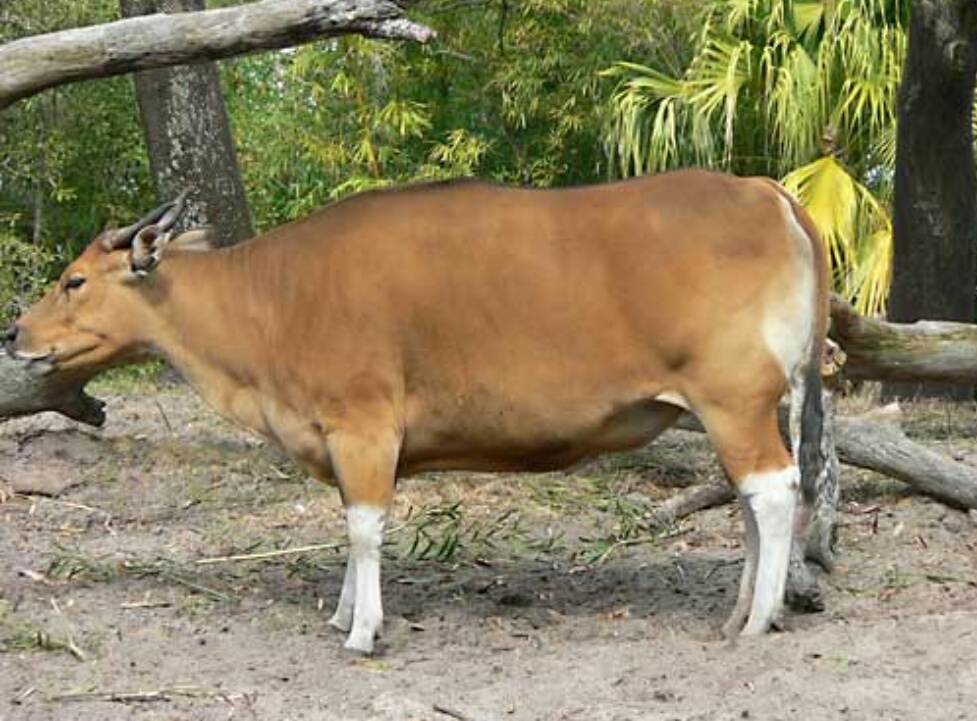 Punya Lahan Kosong? Ternak Sapi Aja, Berikut 7 Jenis Sapi Pedaging ...