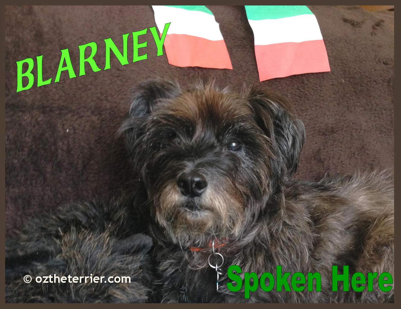 Are You Ready for Another Month of Limericks? | Oz the Terrier ...