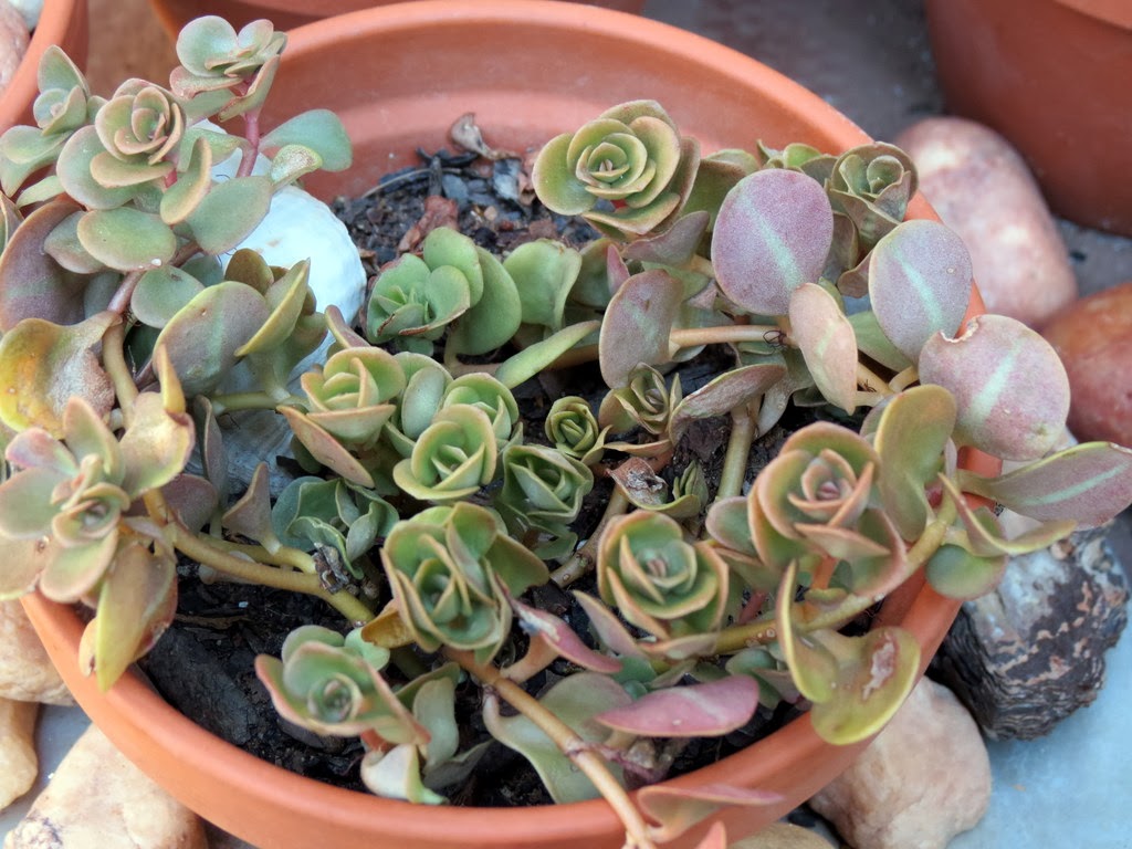 Kreatiewe Joernaal: litroos