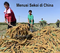 Anim Agro Technology: TIP MENANAM SEKOI