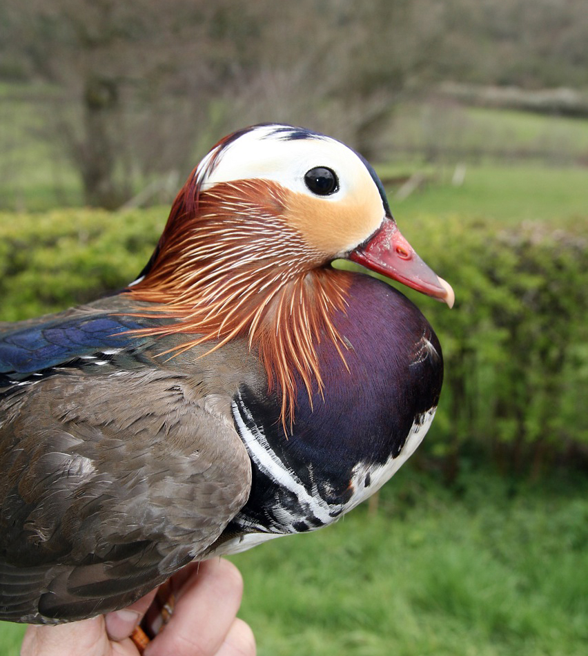 Ruffled Feathers: B76, B78 and the Oriental duck surprise!