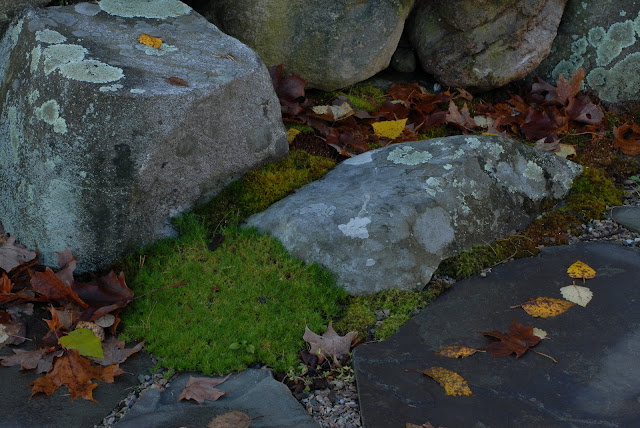 Annie's Gardening Corner: The Richness of Moss