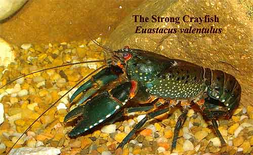 Euastacus Valentusus ~ Crayfish | Crawfis | Huna | Lobster Galery