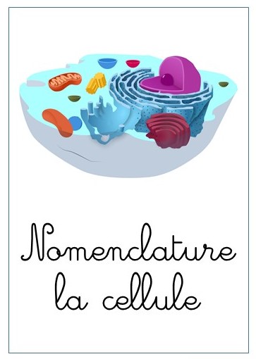 Montessori Anonymes : Nomenclature de la cellule animale