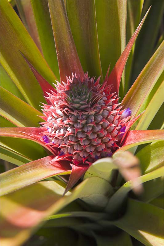 Practical Biology: science for everyone: Growing your own pineapple