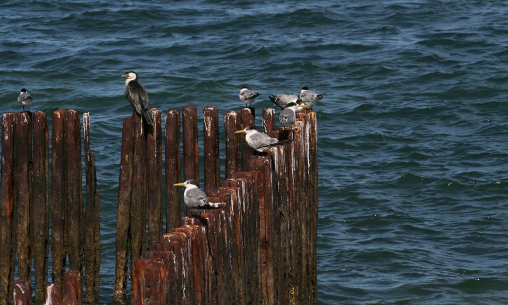 Birds and Wildlife of Saint Helena Island, Queensland, 04/05/12