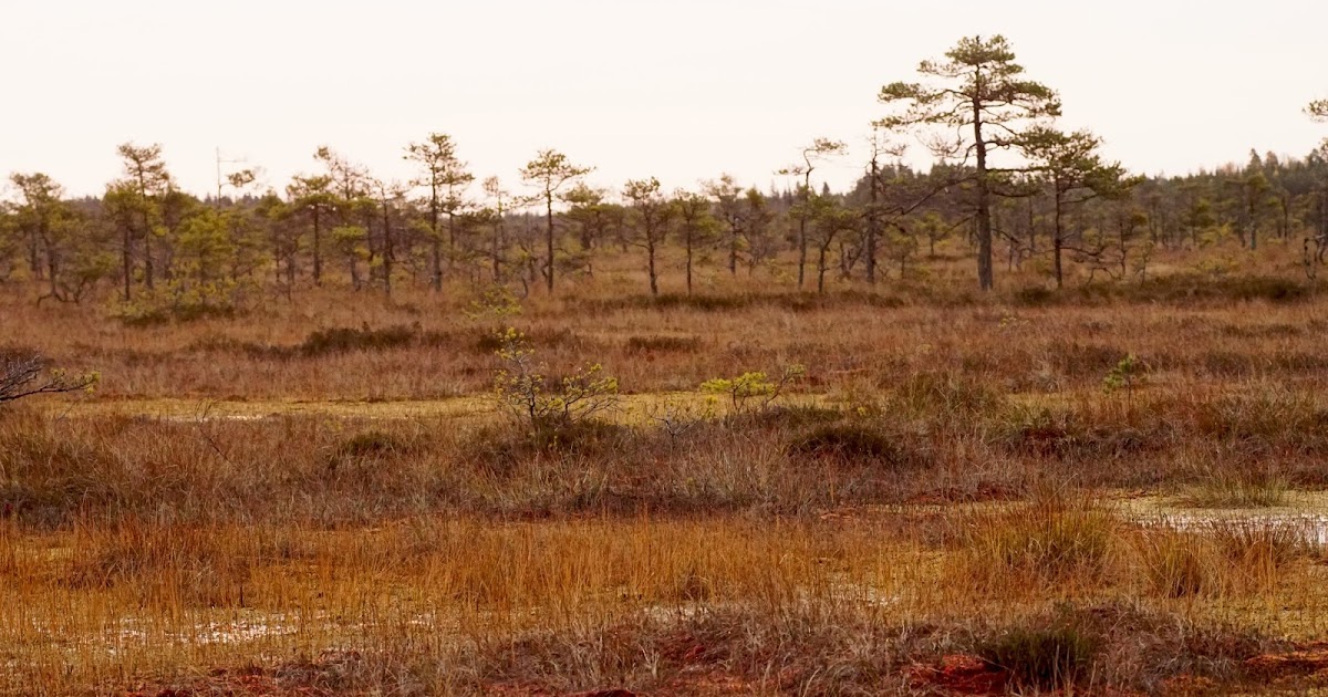 Samin luontokuvia nature photos: SUO swamp