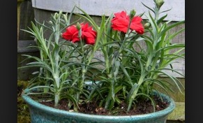 Tanaman Bunga Anyelir - Dianthus caryophyllus