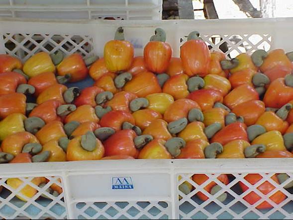 FRUTAS BRASIL: Colheita e Pós-colheita do Caju