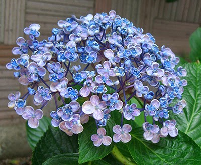 Flower Map: 渦紫陽花・おたふく紫陽花・Popcorn hydrangea
