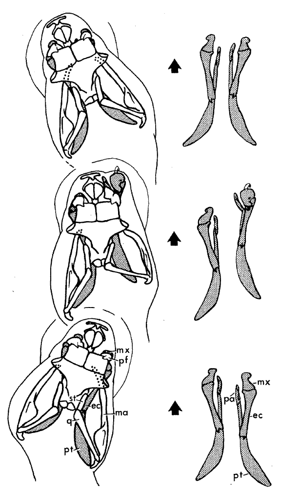 Life is short, but snakes are long: Basics of snake skulls