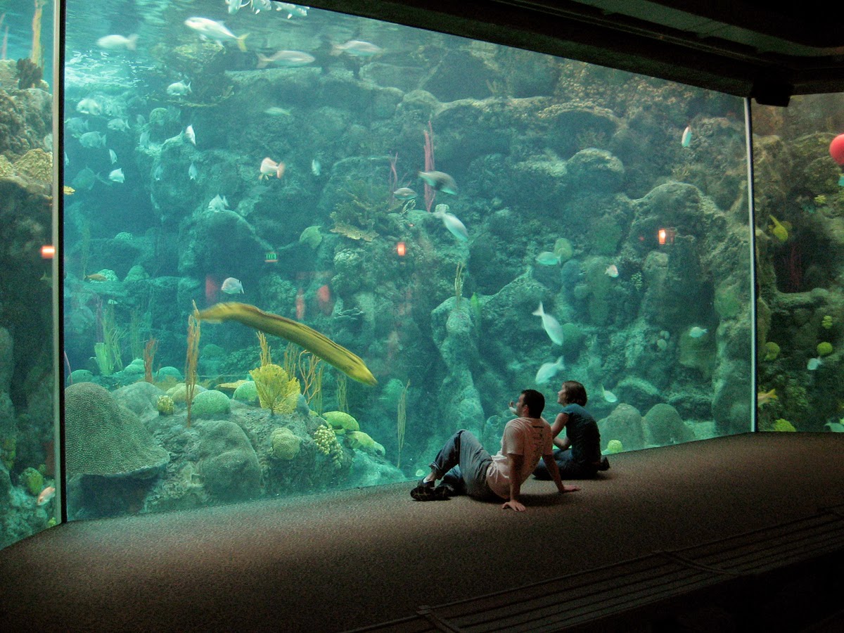 5 Akuarium Terbaik Amerika - Dunia Akuarium