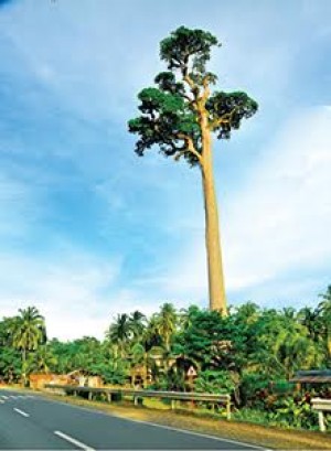 AGUSAN DEL SUR: 2016