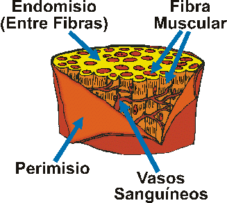 Ciencias biológicas: Tejido muscular