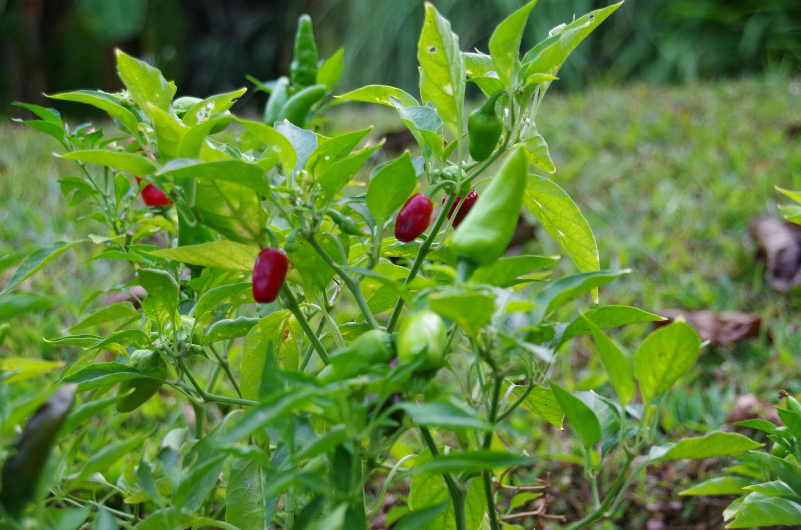 Trees and Plants: Chilli Plant