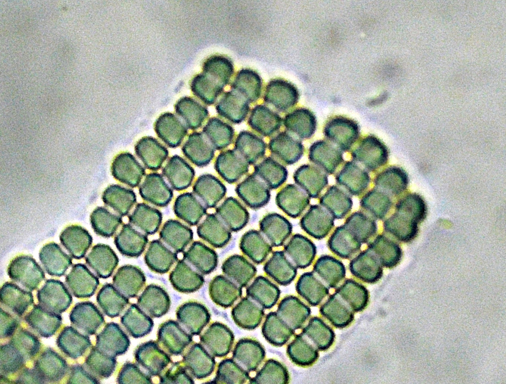 Il Microscopio: MERISMOPEDIA