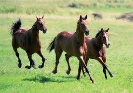 Fingerplays & Action Rhymes: Galloping Ponies