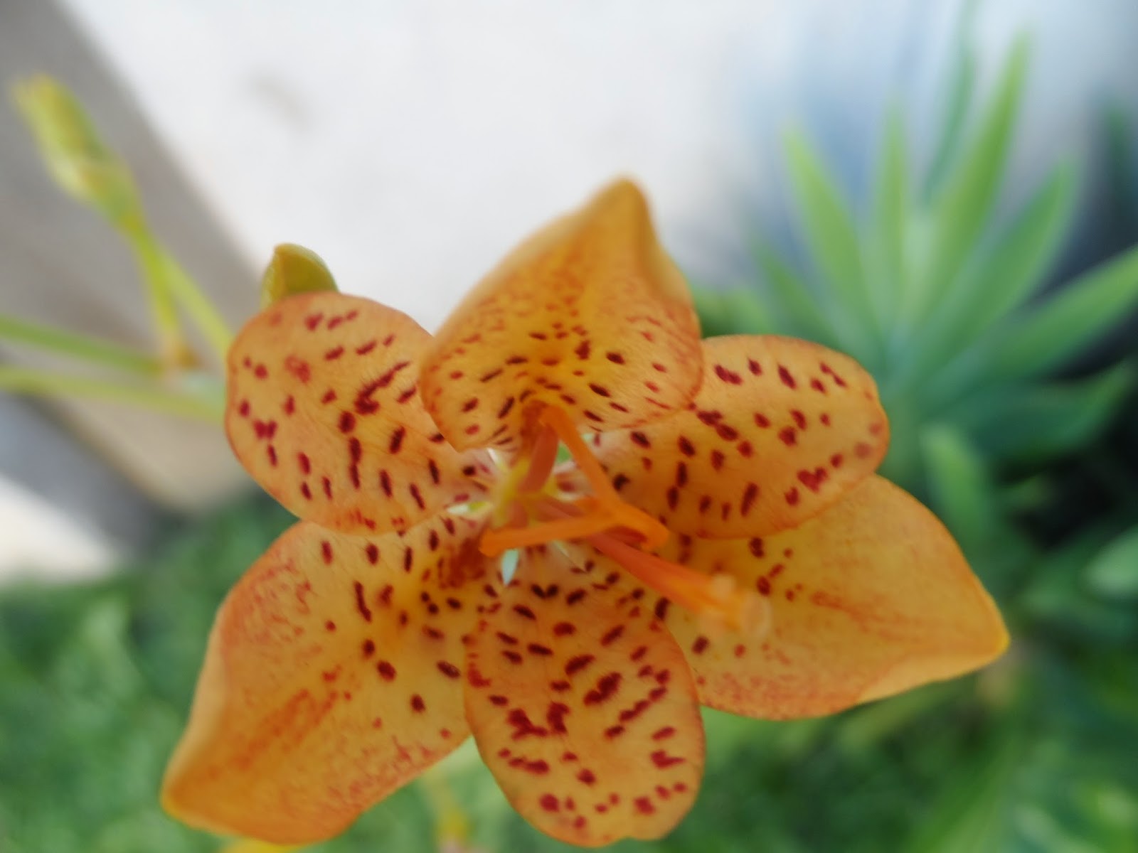 Jardinagem dia a dia: TOQUE SELVAGEM NO JARDIM - FLOR LEOPARDO