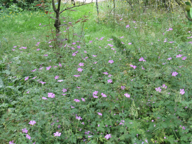 Weeding on the Wild Side: Enduring Evergreen Ground Covers