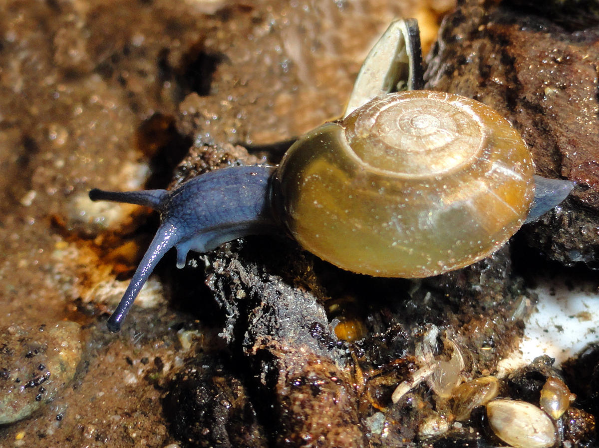 Wanderin' Weeta (With Waterfowl and Weeds): Just because