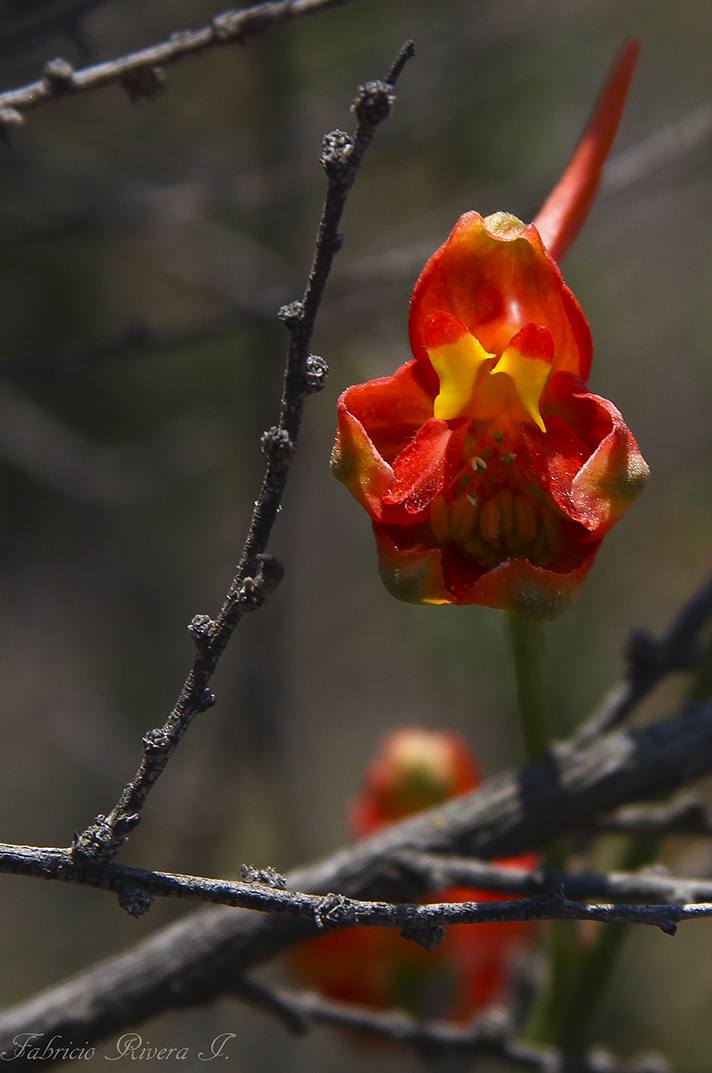 Flora de Baja California: CHAPARRAL